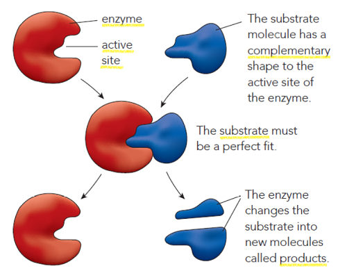 5.1. Enzymes | Biology Notes for IGCSE 2014 & 2024