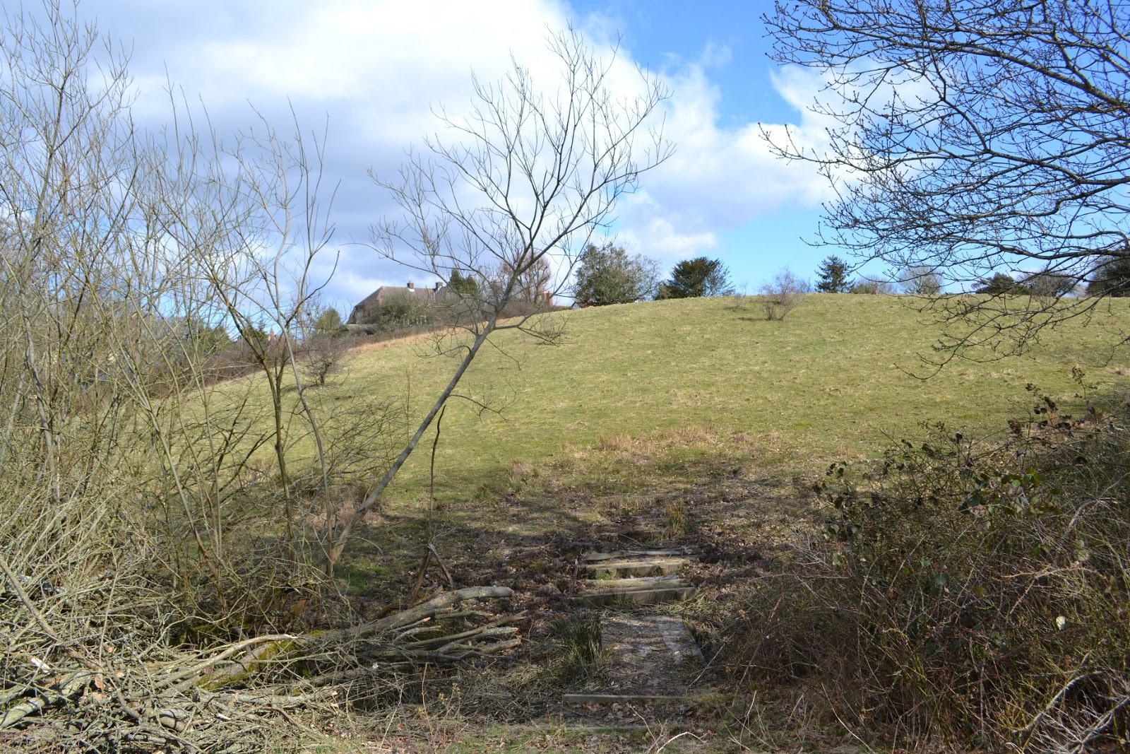 Walks among Flowers: Berkshire: Inkpen Crocus Field and Steventon
