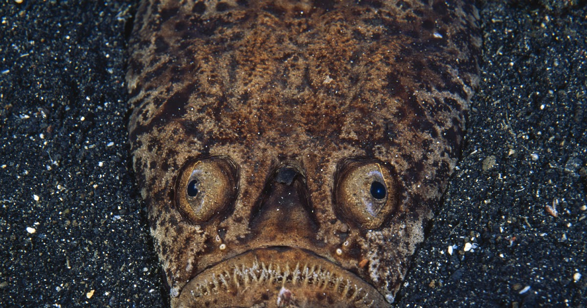 Cup3Tint3: Pesce prete o Lucerna (Uranoscopus scaber)