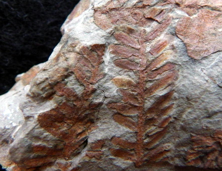 山口県の自然史: 上部ジュラ系豊浦層群阿内層から産出した栃窪層の種と酷似する球果類の葉条Elatocladus（Elatocladus ...