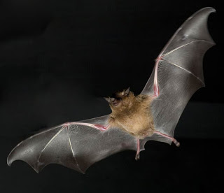 Kenapa Kelelawar Bisa Melihat Di malam Hari | Ilmu Pengetahuan Alam