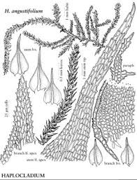 PLANT FAMILIES OF PUERTO RICO AND FLORIDA PAPO VIVES: BRIOFITAS ...