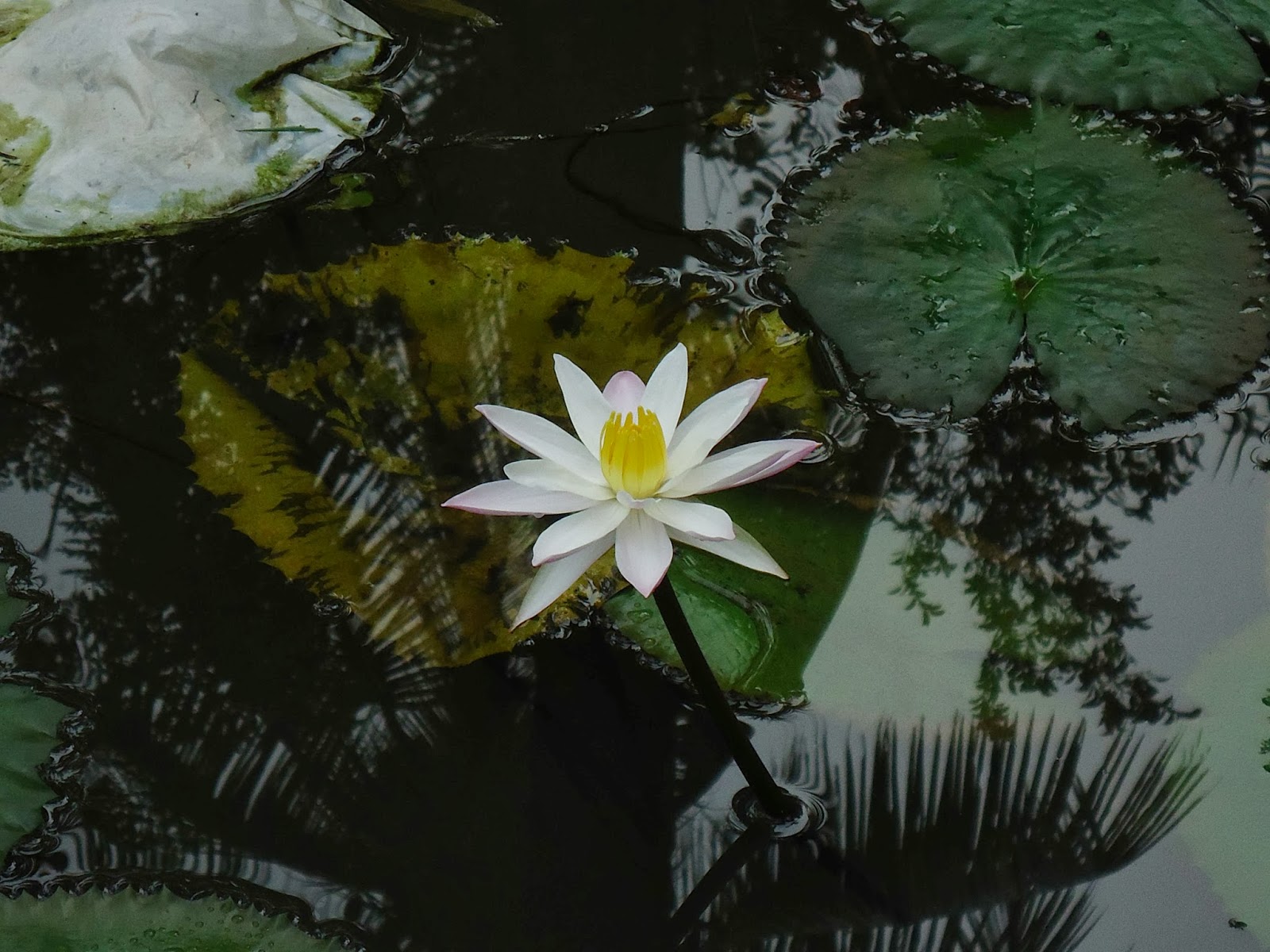 eye-images|my views|my vision|my images|my photographs