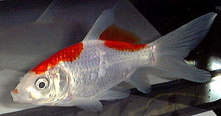 Artes de Pesca: VAMOS A PESCAR EL PEZ ROJO