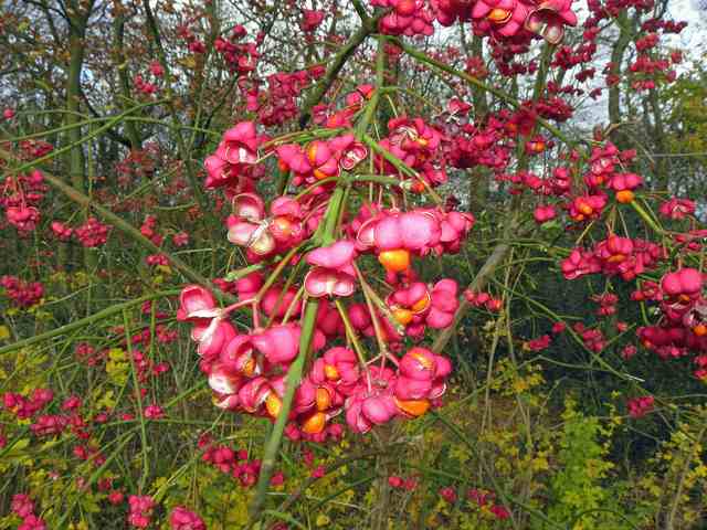 Trees Planet: Euonymus europaeus - European Spindle Tree