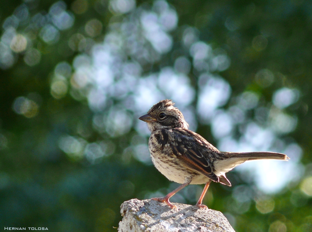 Aves Bonaerenses: Chingolo (Zonotrichia capensis)
