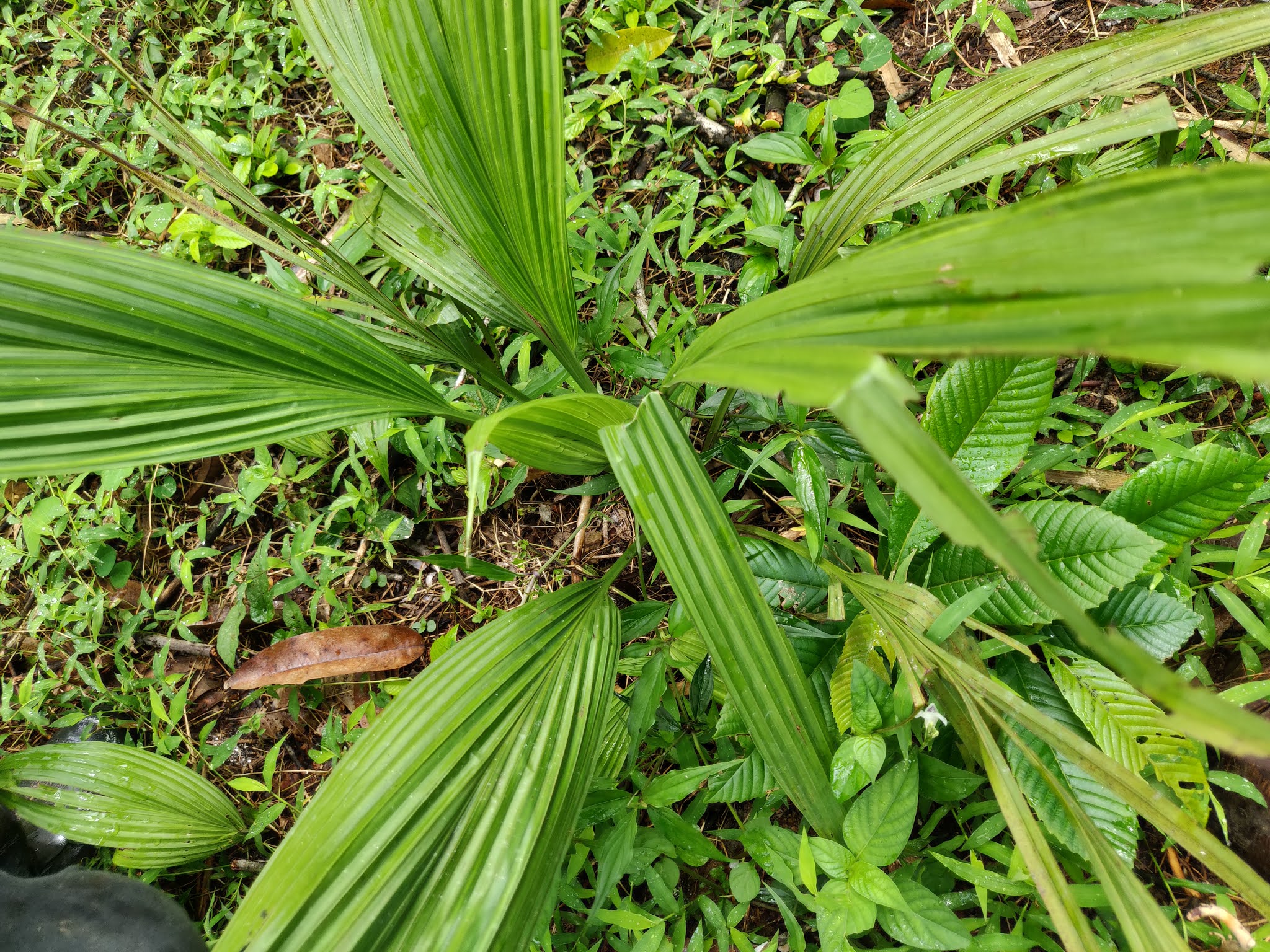 Gambar Pokok Hutan seperti pokok kelapa. Ternyata buahnya manis bila ...