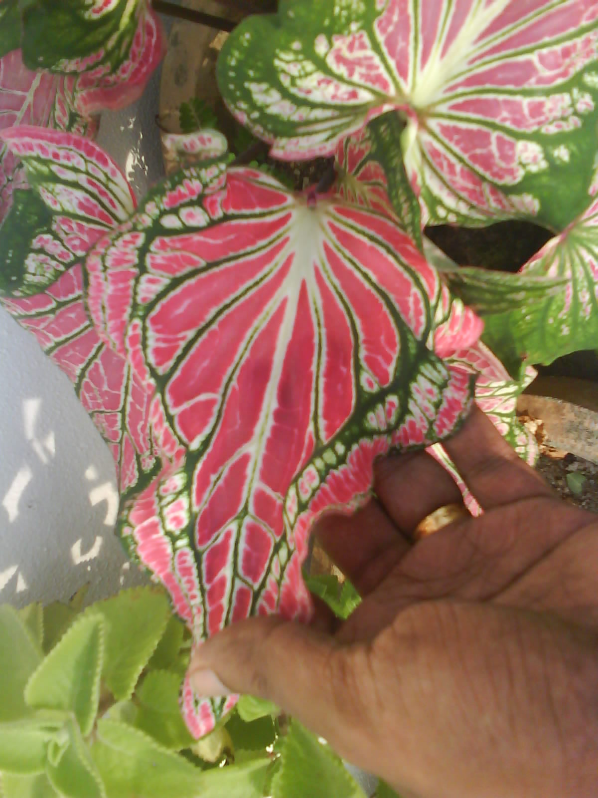 Garden Chronicles of James David: Caladium "Thai Beauty"