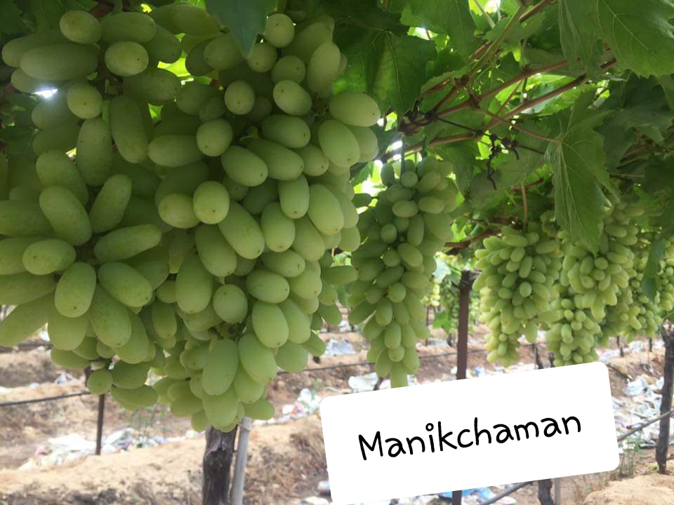 Galeri Foto Buah Anggur India Varietas Manik Chaman