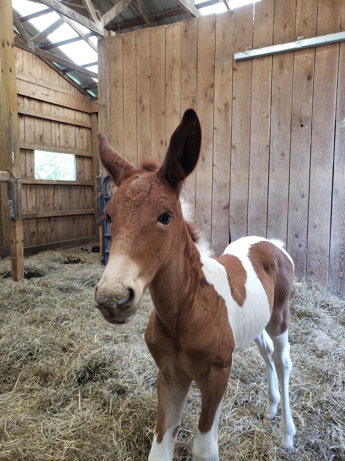 The Dancing Donkey: Name that Mule