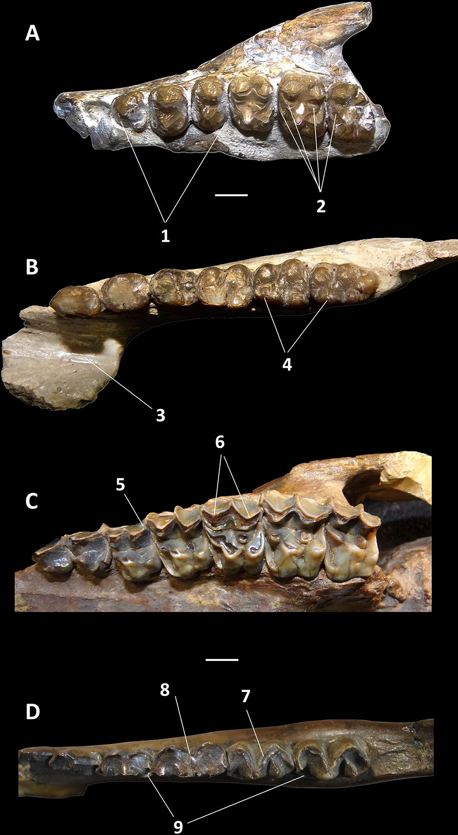 Sciency Thoughts: Exploring the relationship between Litopterns and ...