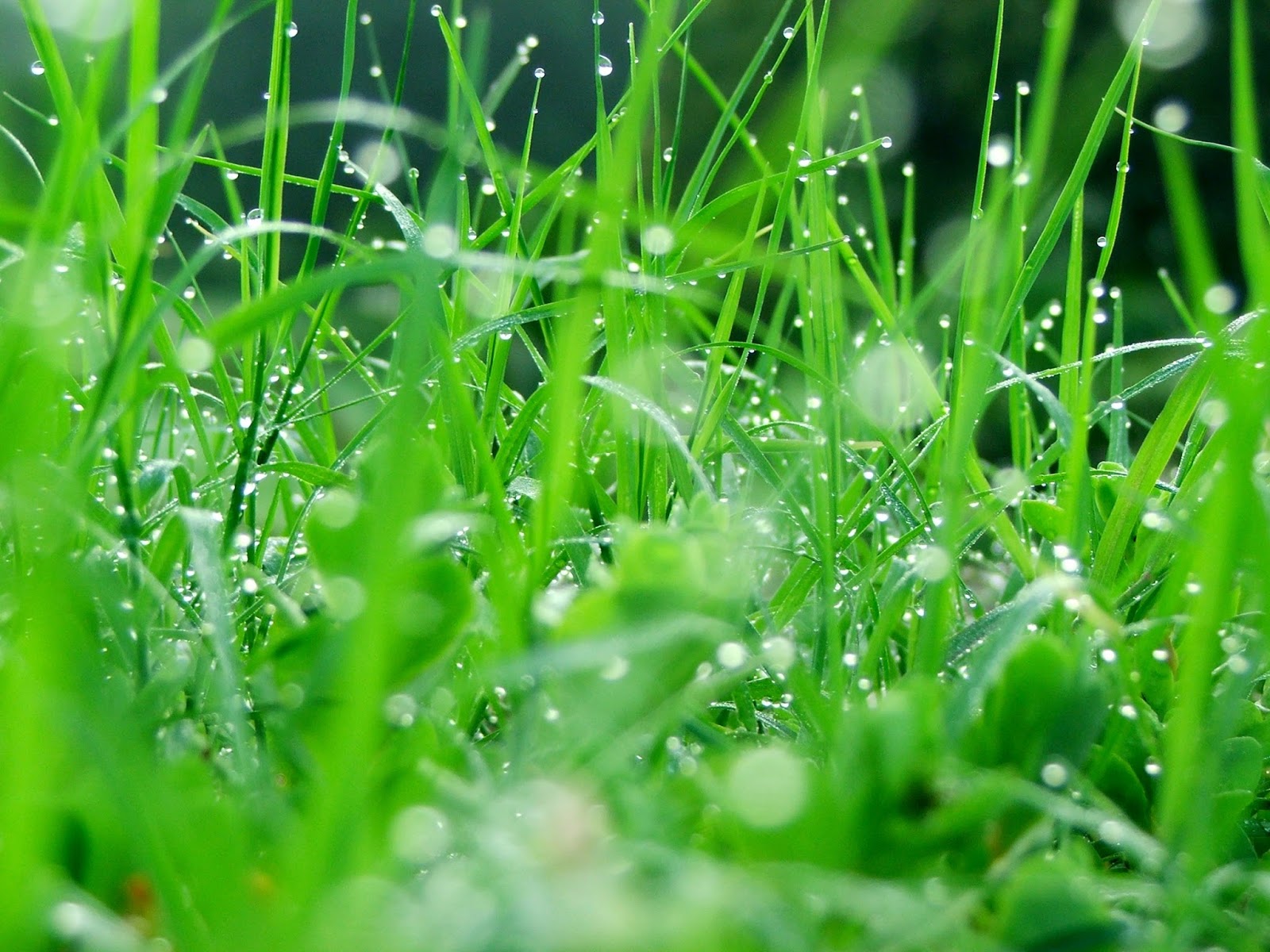 Wet Green Grass HD Wallpaper | Free Wallpaper In Here
