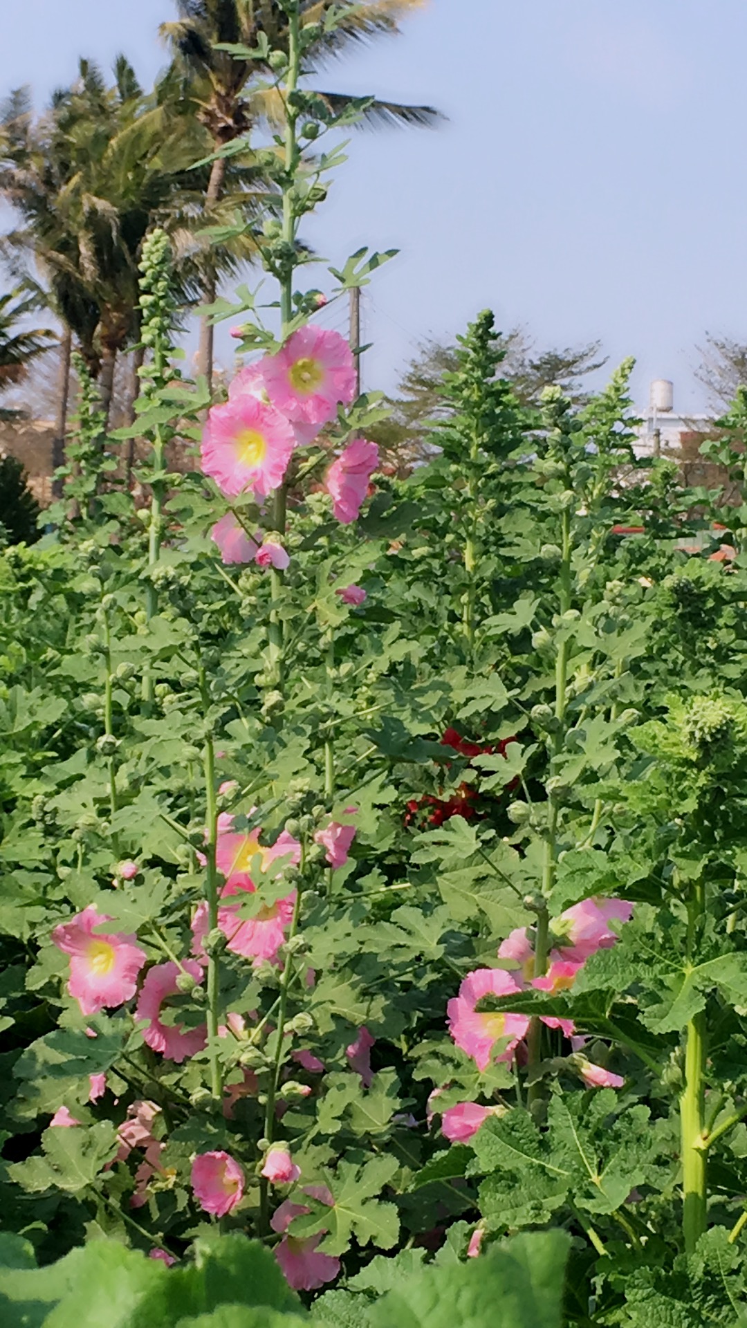 Tainan Travel: Flowers of Xuejia and Baihe - My Life Abroad