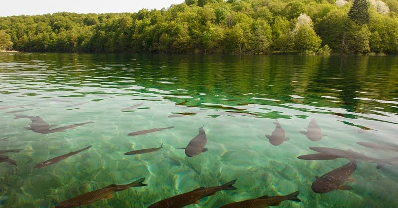 ROLscience: Cómo calcular cuántos peces hay en un lago.