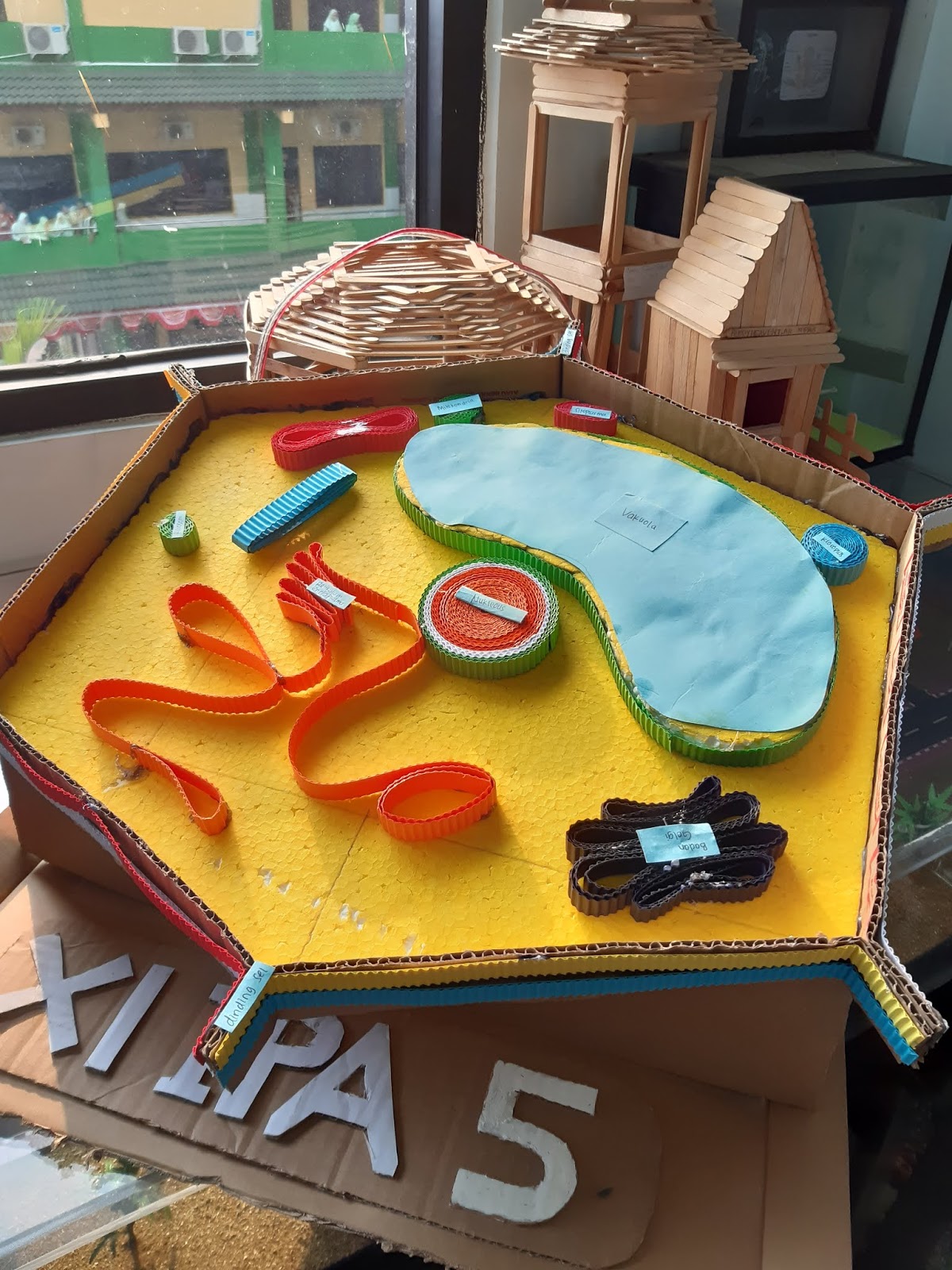 ALAT PERAGA SEL HEWAN DAN TUMBUHAN ( XI IPA 3, 4 DAN 5)