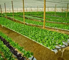 Egypt: Egypt: The Green Revolution