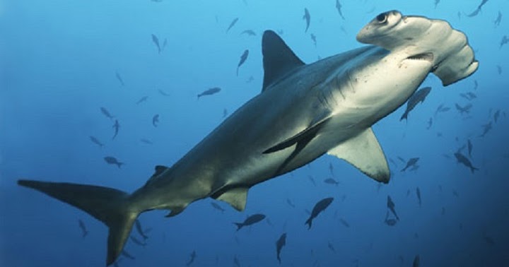 Untuk apa Organ Listrik pada Hiu Kepala Martil? | Belajar Sampai Mati