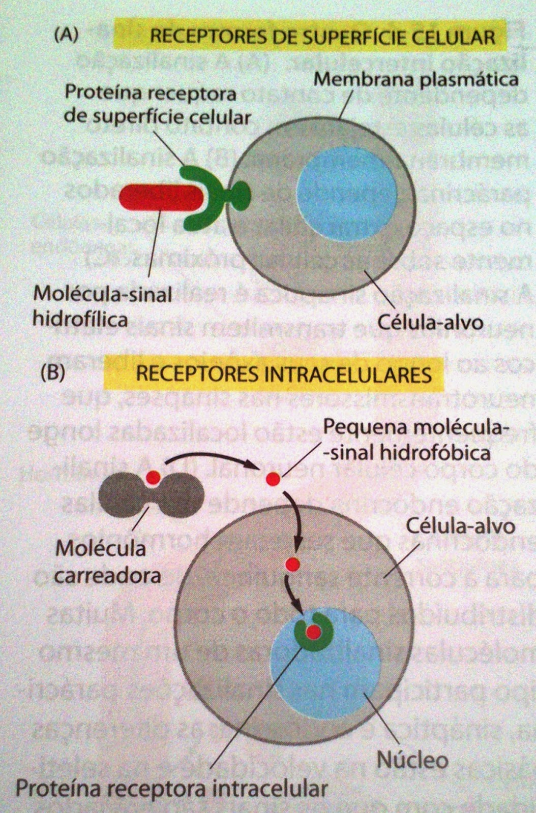 Mundo Universitário : Biologia Celular - Aula 01 -O mecanismo de ...