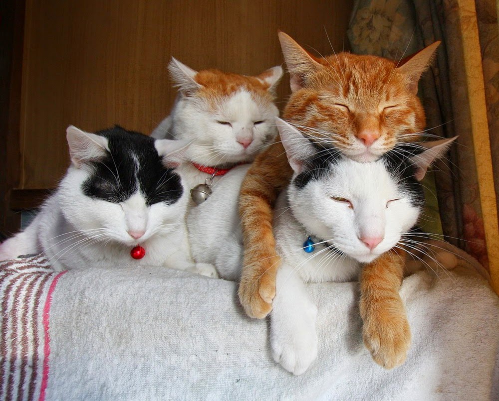 Photo - Shironeko - most silly cat earth | Gallery Wallpaper HD