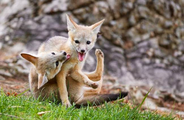 White Wolf : Little wild kit foxes are having a great time (Photos)