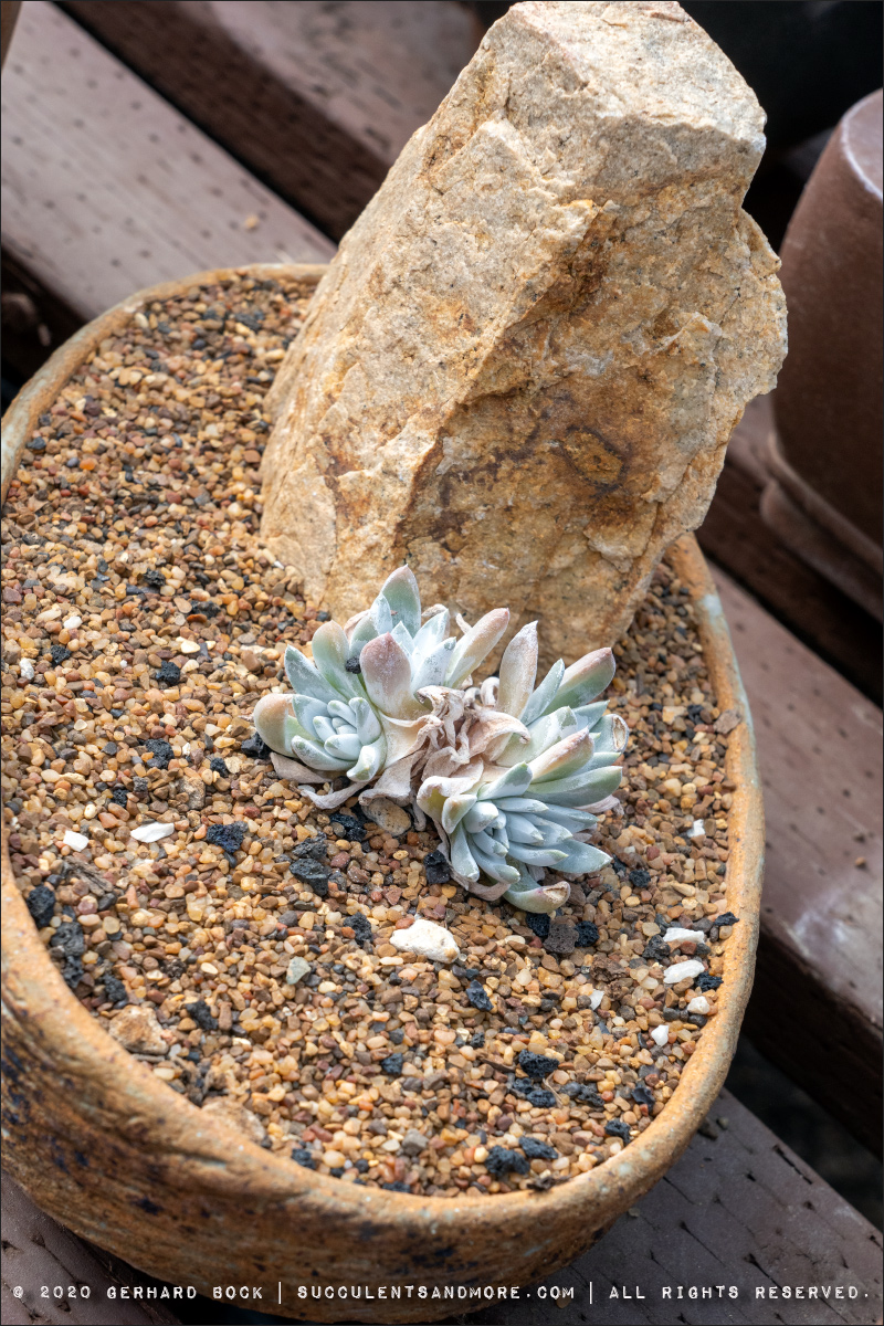 Jeremy Spath's Hidden Agave Ranch: the greenhouse