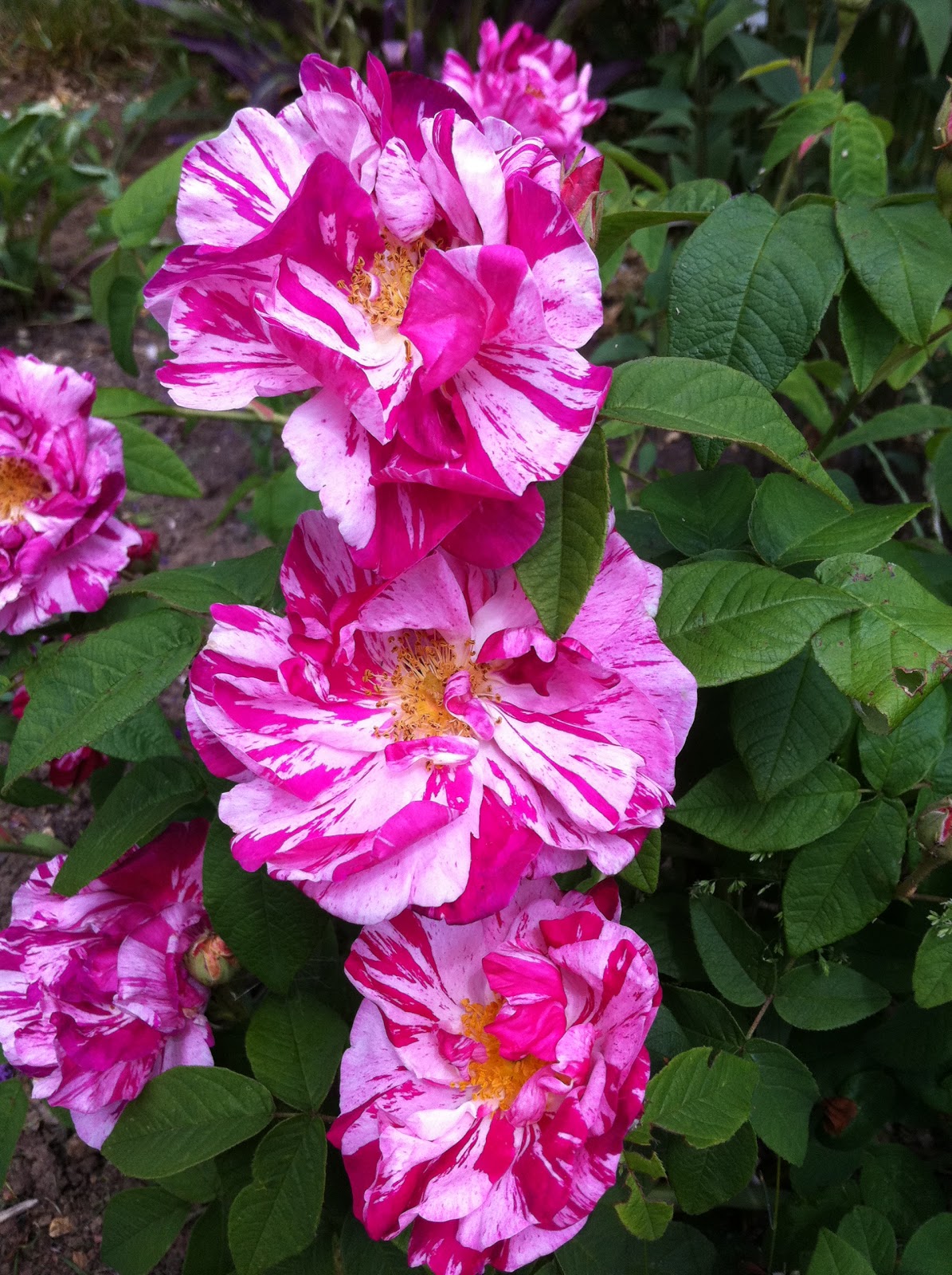 Rosa Gallica 'Rosa Mundi'