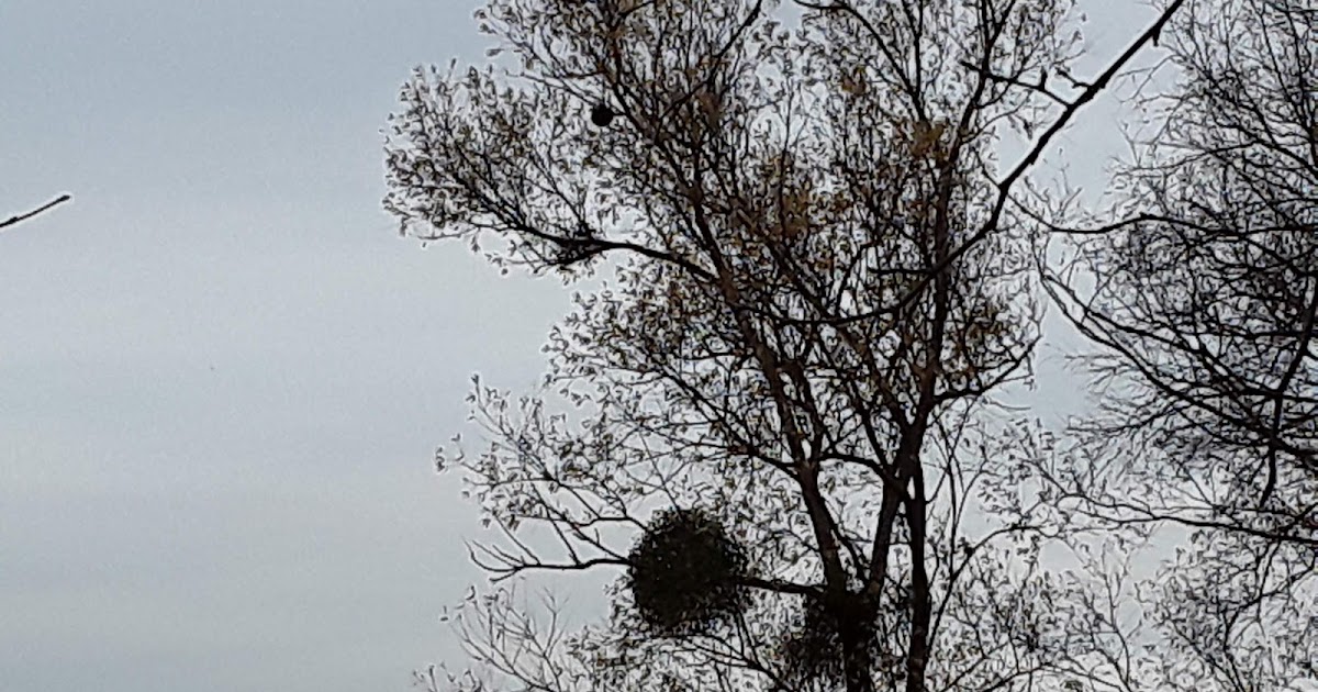 j'ai vu, j'ai photographié, je partage: DES ARBRES OÛ LES BOULES DE GUI ...