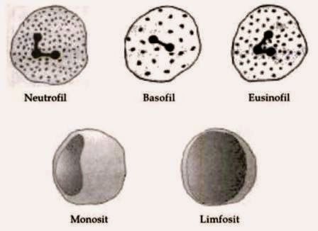 Pengertian Leukosit dan Fungsi Leukosit - cekrisna
