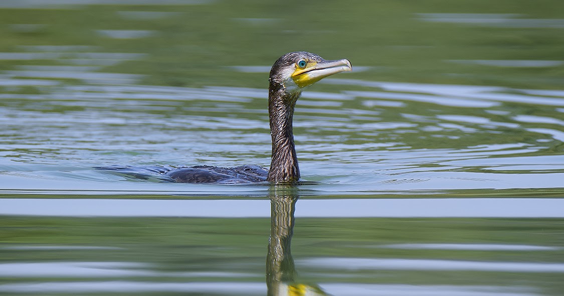 Objetivo: Naturaleza Viva: Cormorán grande (Phalacrocorax carbo)