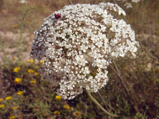 Michael Peverett: Mediterranean sea carrot