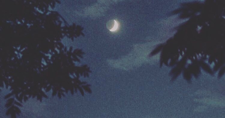 Lilacs and Hellebores