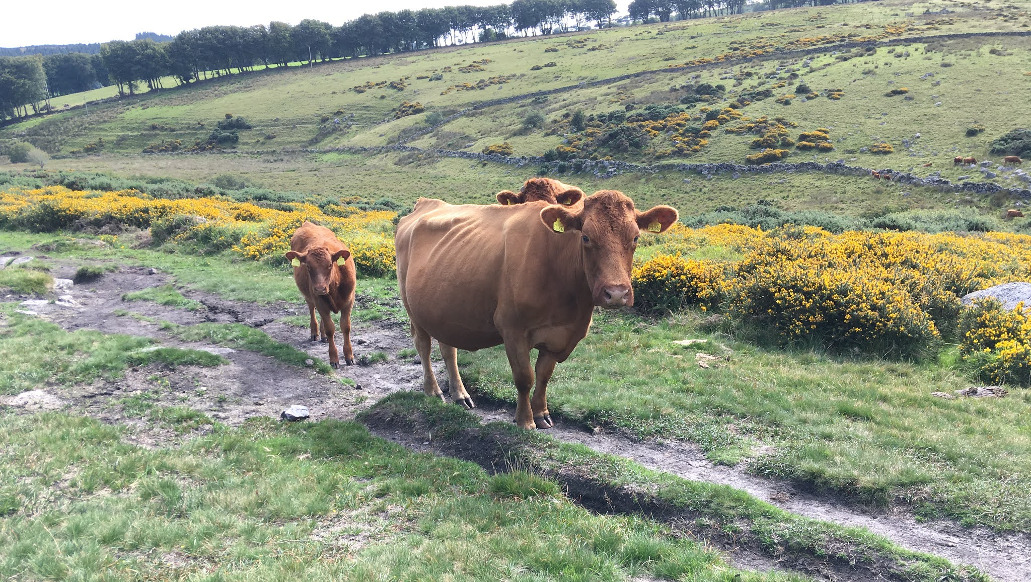 Max Piper - Tor Bagger: Dartmoor: Chagford to Postbridge hike (10 miles ...