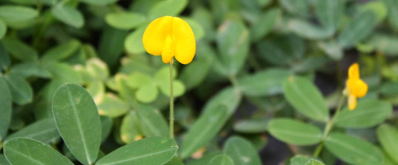 HORTA À PORTA: ARACHIS REPENS (AMENDOIM FORRAGEIRO, MANÍ FORRAJERO ...