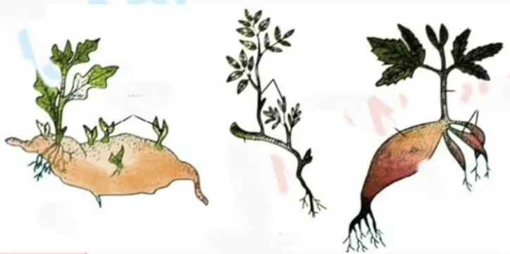 VEGETATIVE REPRODUCTION BY LEAF & ROOT