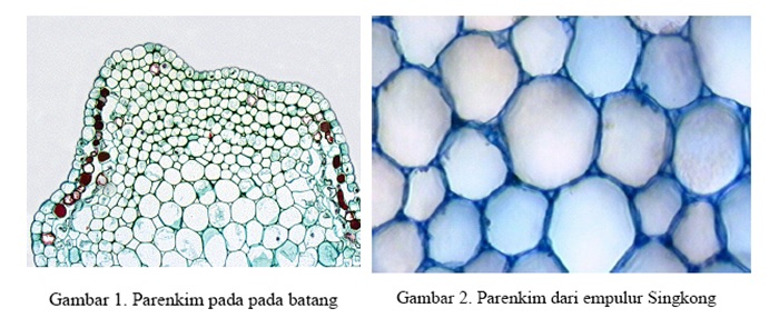 Informasi Artikel Untuk Anda: Makalah Jaringan Dasar Atau Jaringan ...