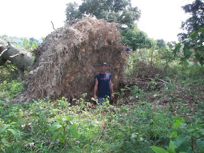 3 Sisters Family History: Family Stumps