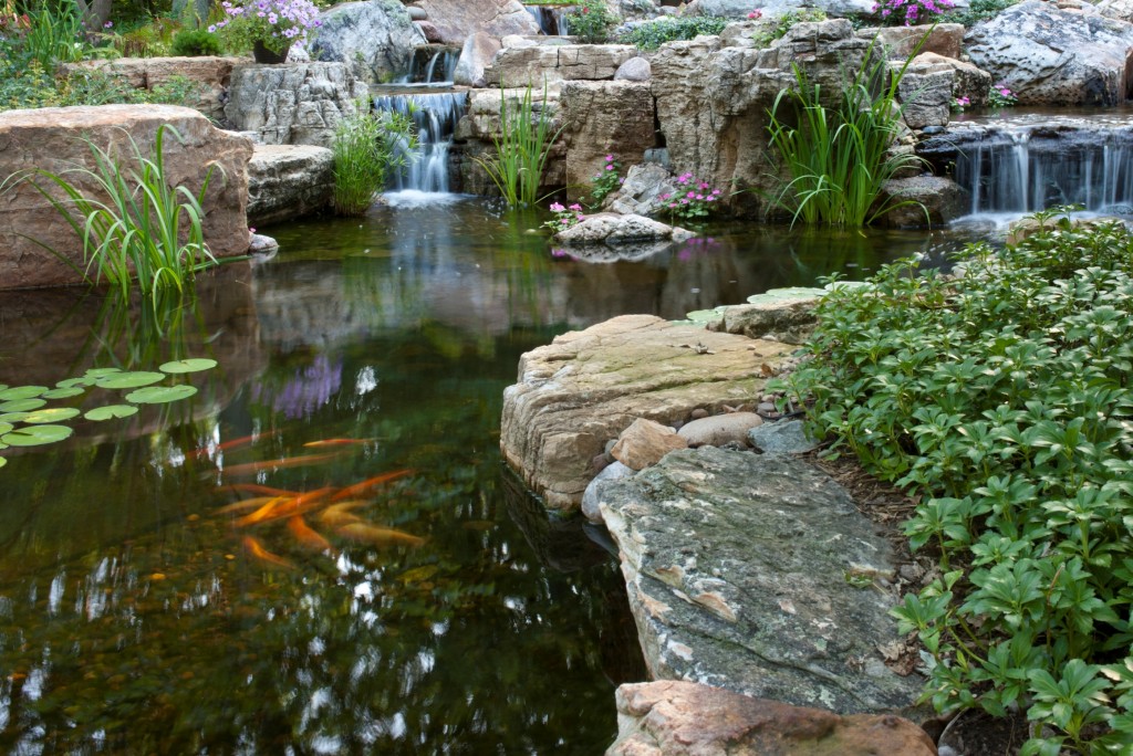 Ekosistem Kolam Air Tawar dan Karakteristiknya - SIAP UJIAN