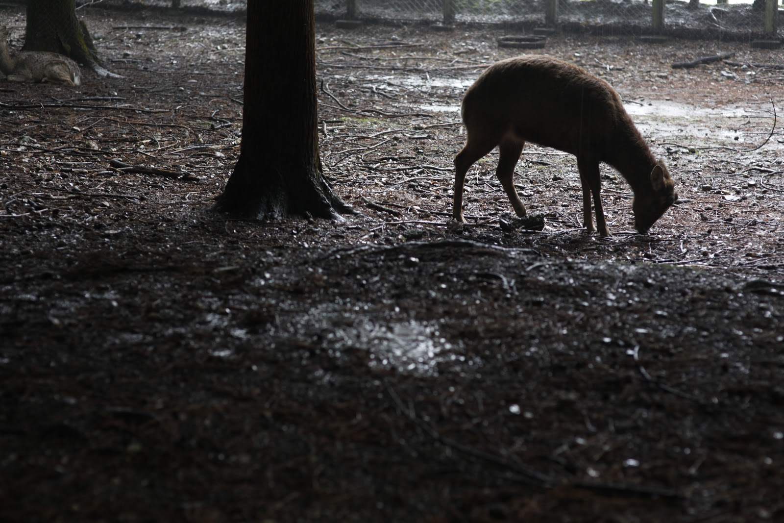 I AM IN JAPAN: today: dears in the rain