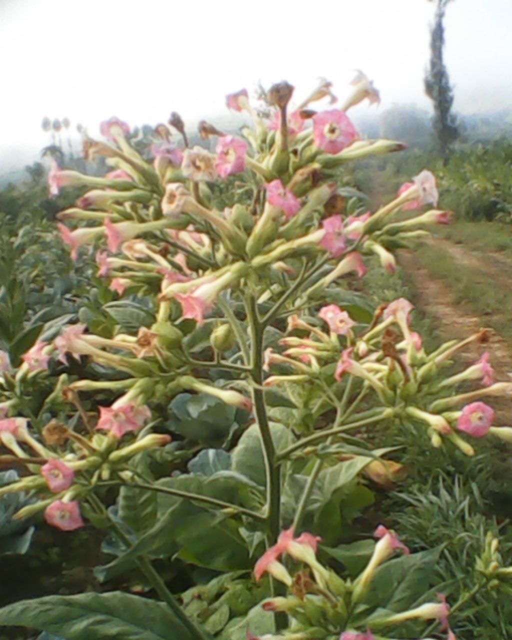 PENGOLAHAN DAUN TEMBAKAU OLEH PETANI