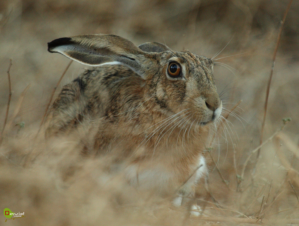 Liebre iberica ( Lepus granatensis )