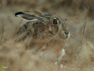 Liebre iberica ( Lepus granatensis )
