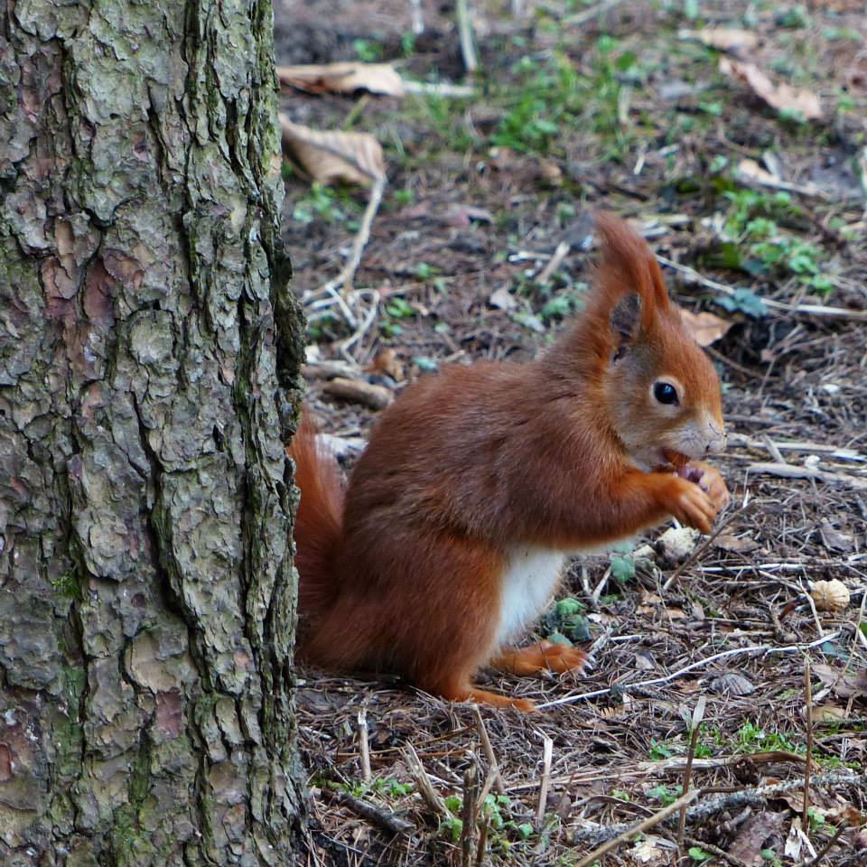 MYSLIVOST: Veverka obecná. Les. Lesní plody