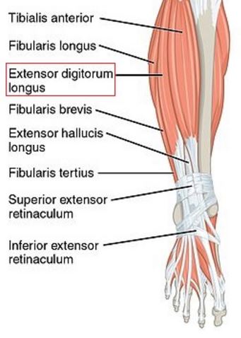 Anatomi Otot Extensor Digitorum Longus (EDL) - Anatomi Tutorial