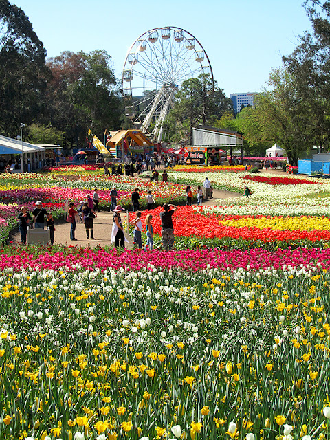Daily Photo Canberra: Floriade