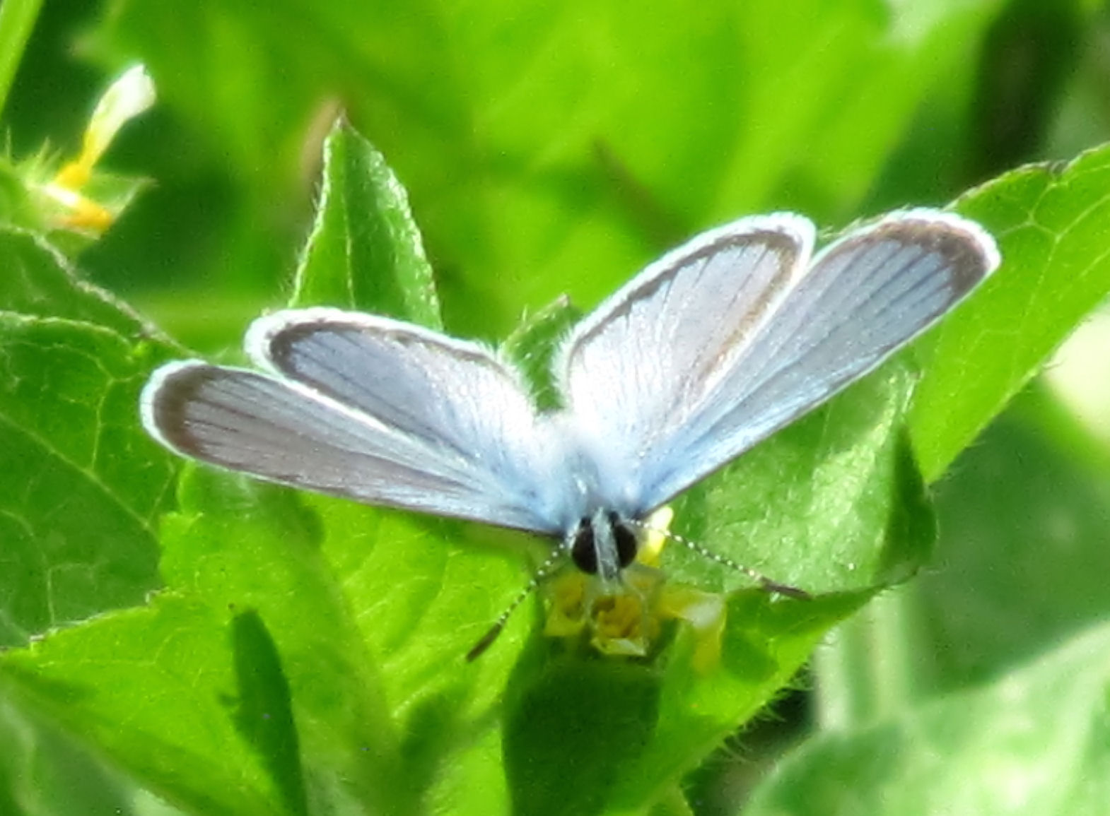 Foto Blog Puerto Rico: Fotos de 2 Mariposas