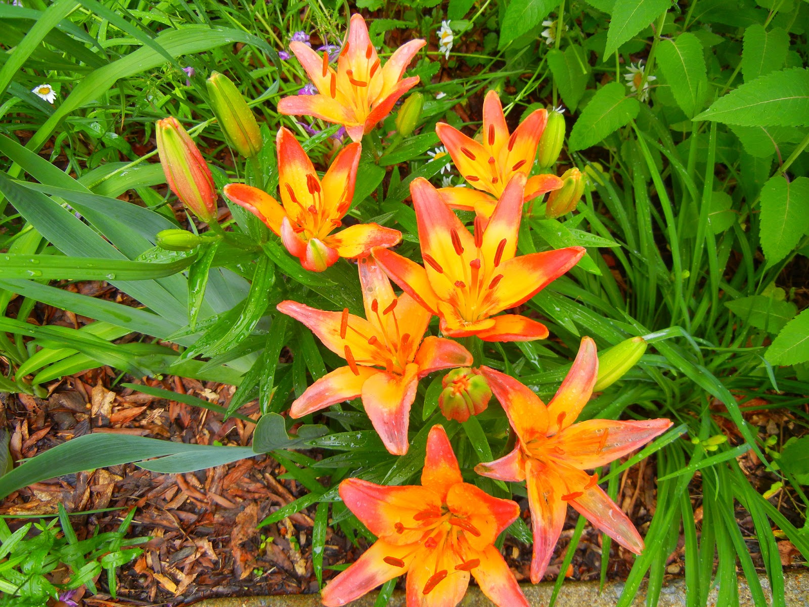 what's buzzin'?: little lilies