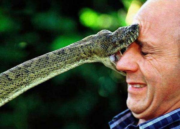 Dangerous snakes: 27 Pictures of a Snake Attack
