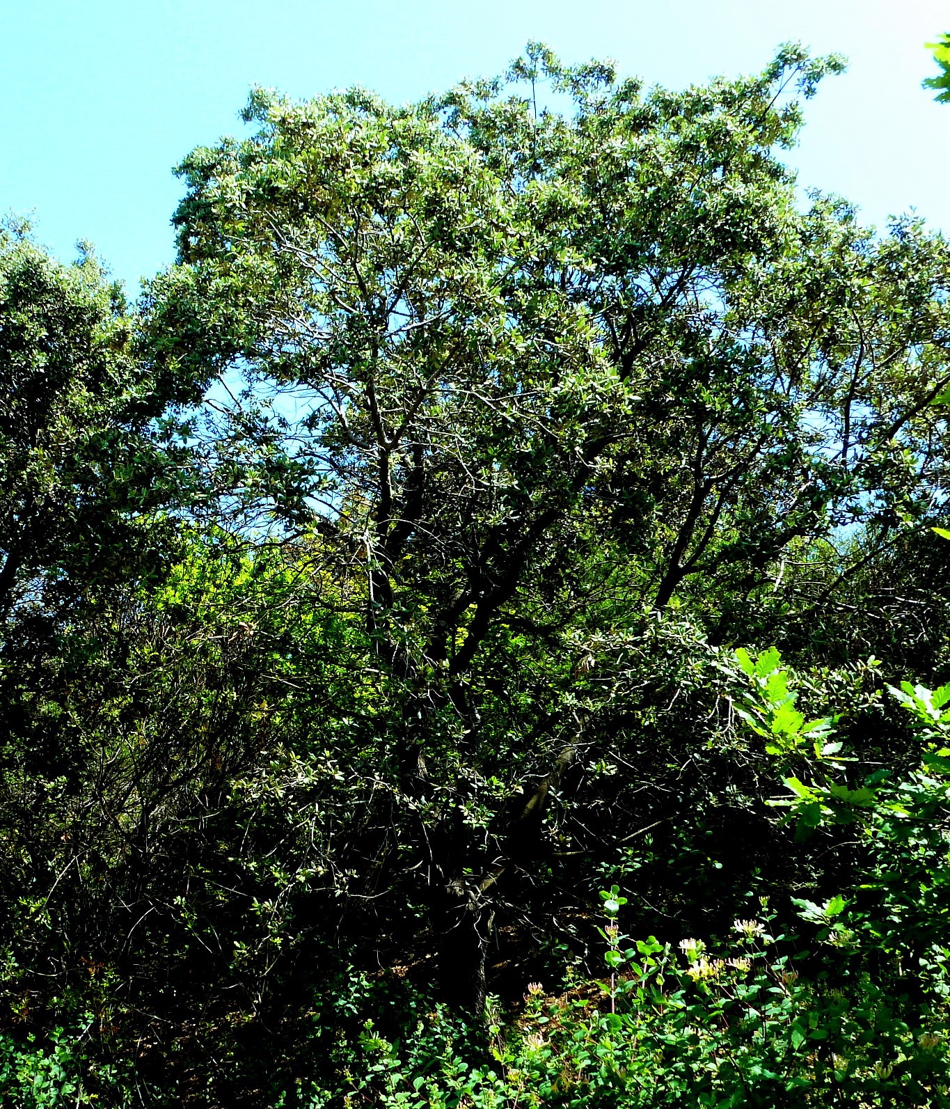 Árboles con alma: Encina "carrasca". (Quercus ilex subsp ballota ó ...