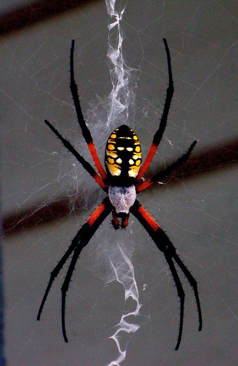 A group of the finest and most beautiful rare spiders | TOOOPIC