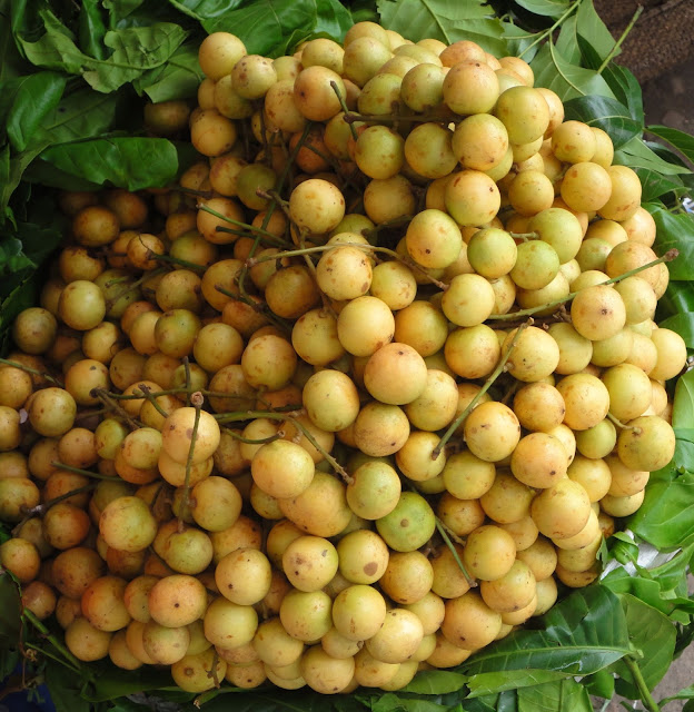 Lotkon or Burmese grape, Baccaurea ramiflora